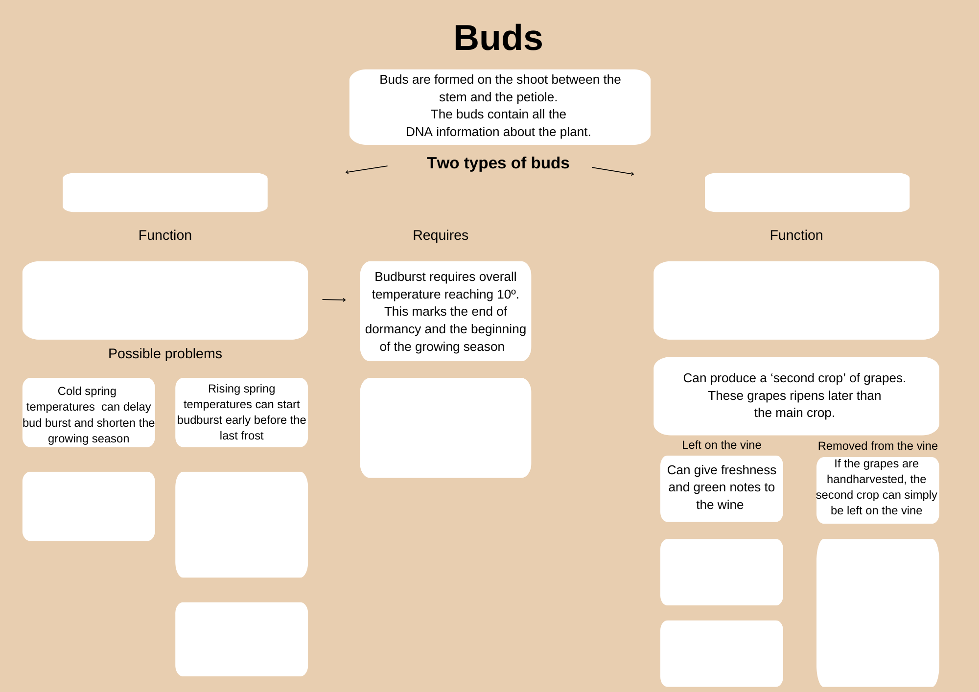 Shoots Interactive Worksheets For Wset Diploma D1 Exam Grapey Minds
